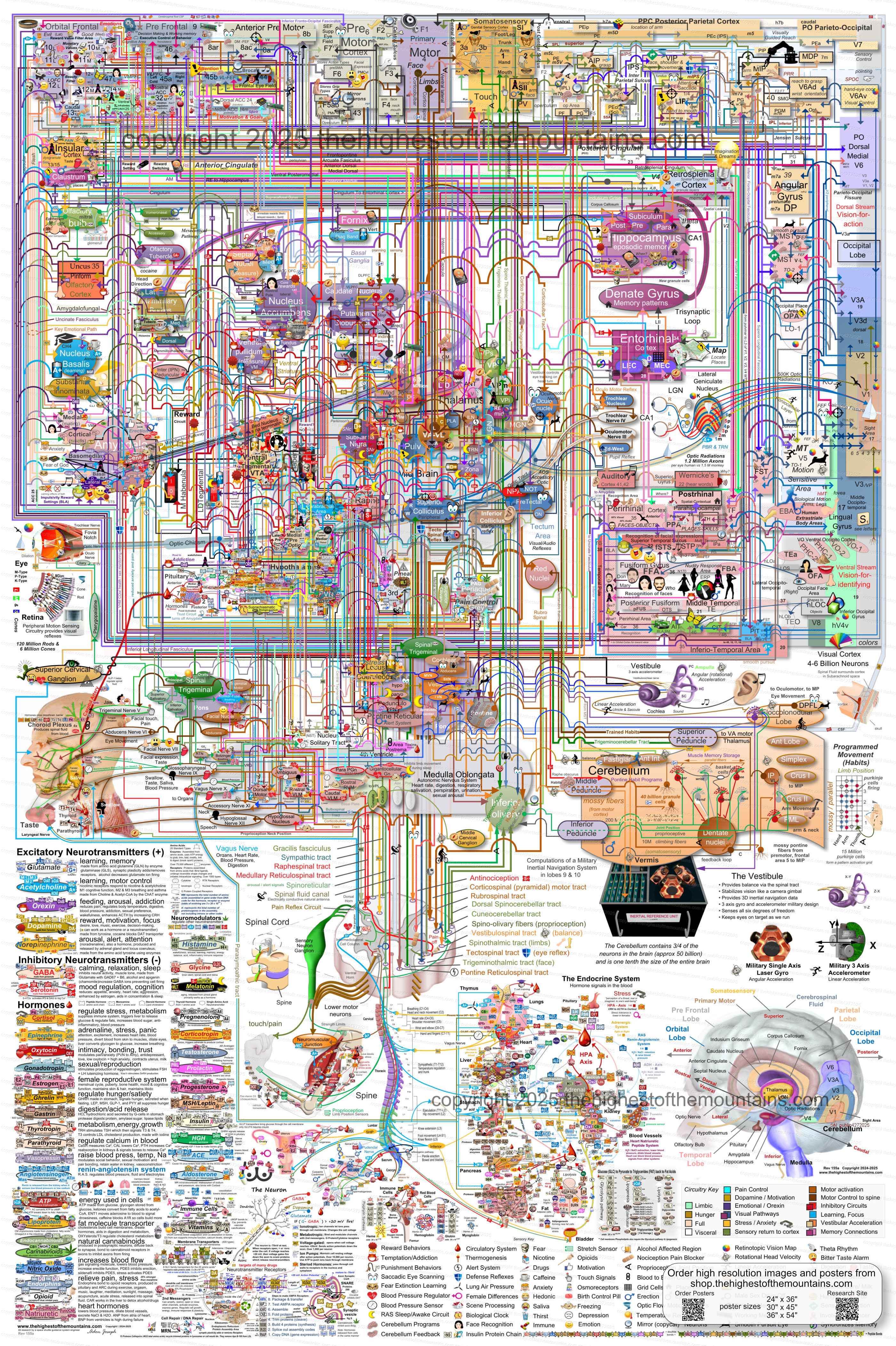 This is the map of the human brain. You just need to clone it to ...